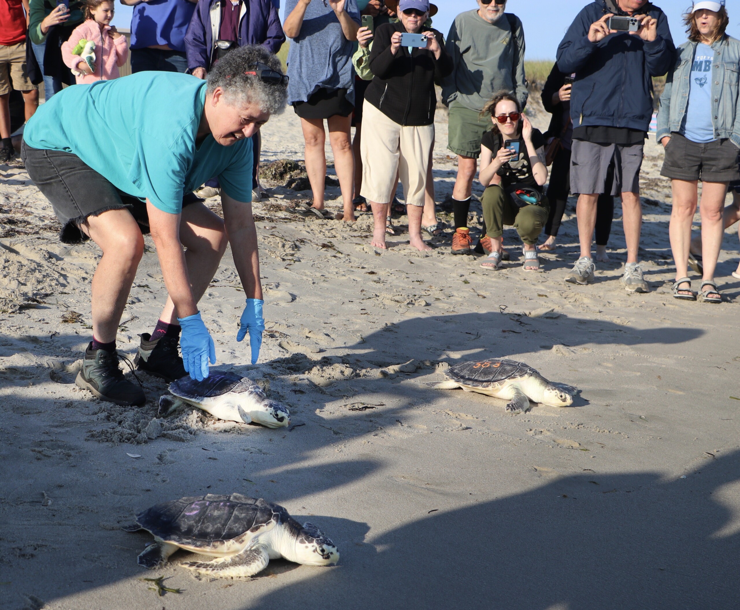 New England Aquarium releases 3 rehabilitated sea turtles off Cape Cod ...