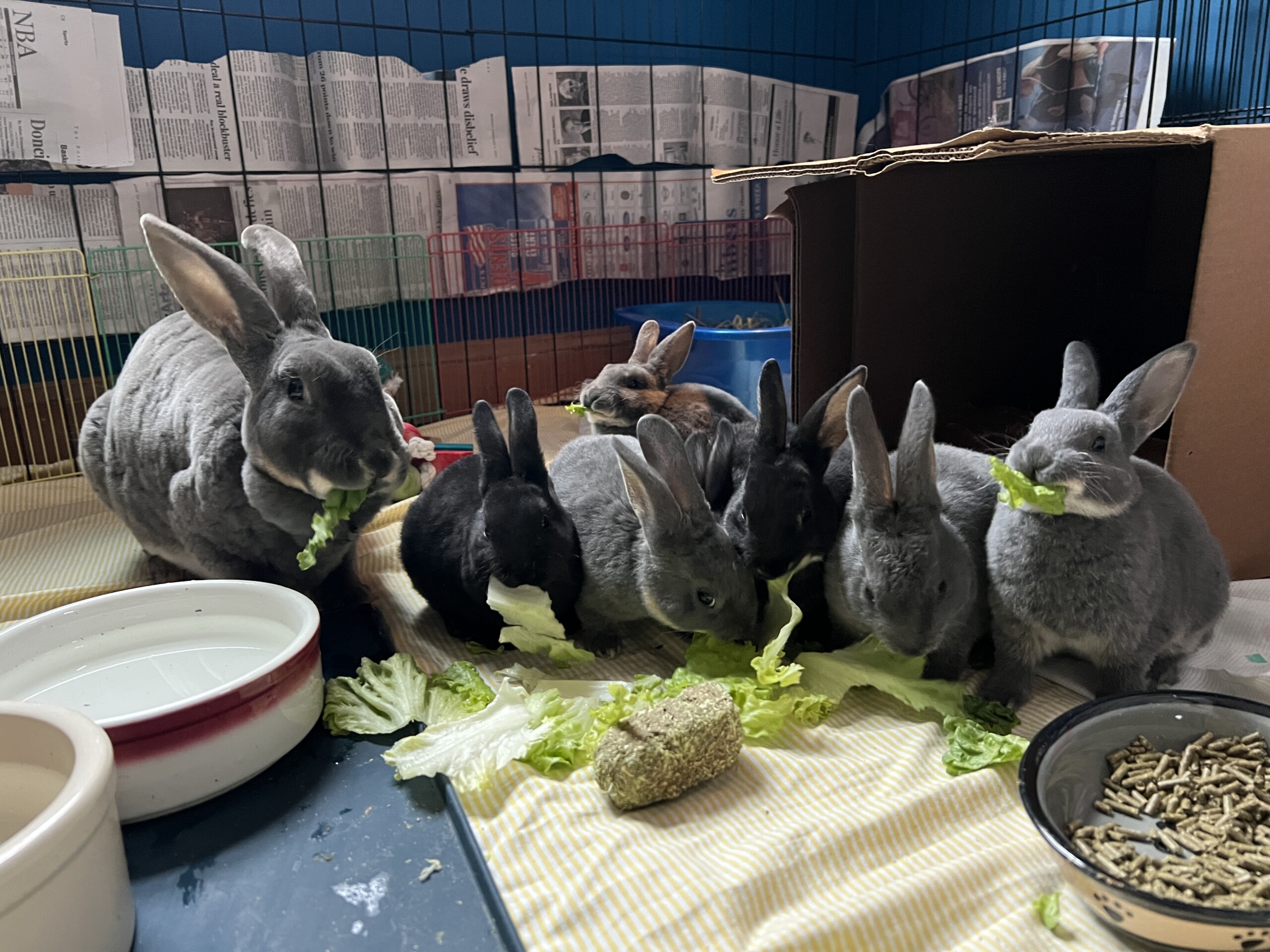 MSPCA seeking adopters for more than 40 rabbits | ABC6